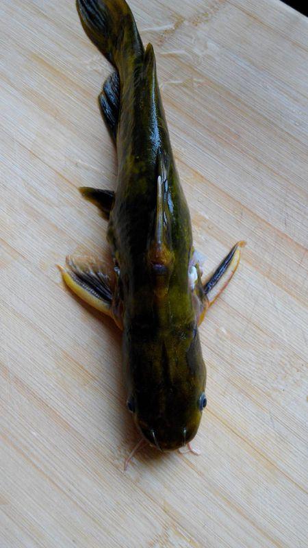 微信扫一扫识别鱼类图标