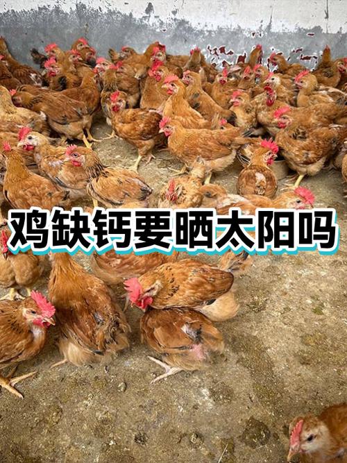 阳光养鸡场app图标