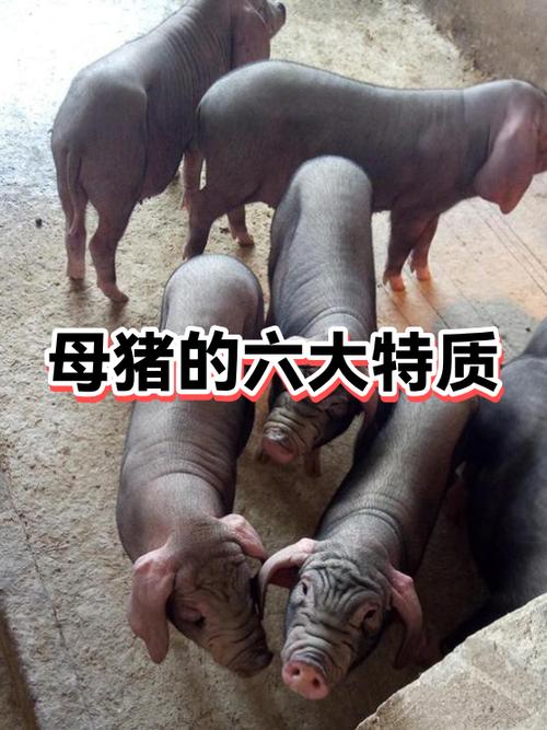 猪的特质截图