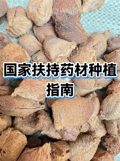 国家扶持种植药材项目图标