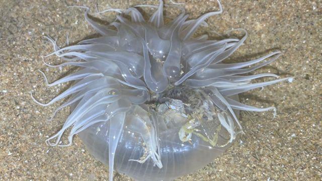 沙滩管虫图片图标
