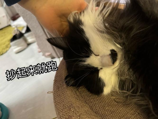 猫咪APP官方网站入口图标