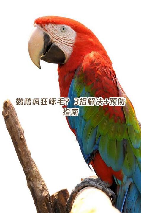 鸟啄毛的最好解决办法截图