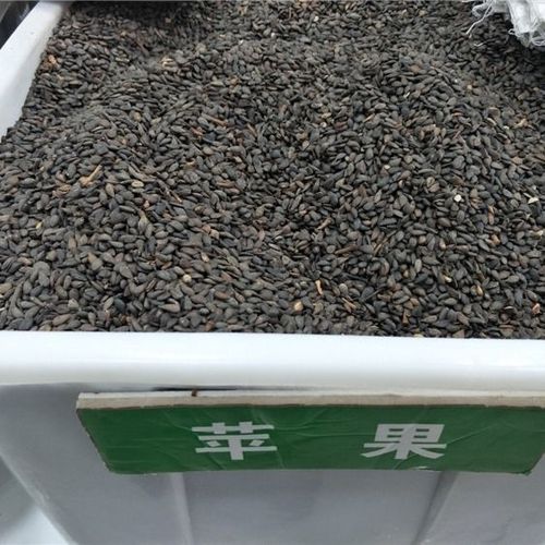 苹果怎么下载种子图标