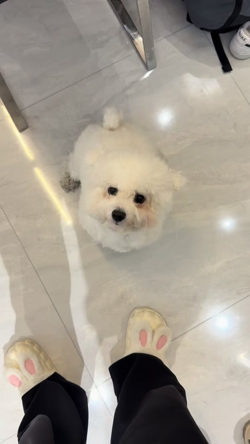 糯米狗兼职是真的吗