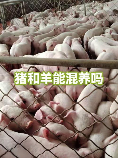 养羊和猪能不能养一起截图