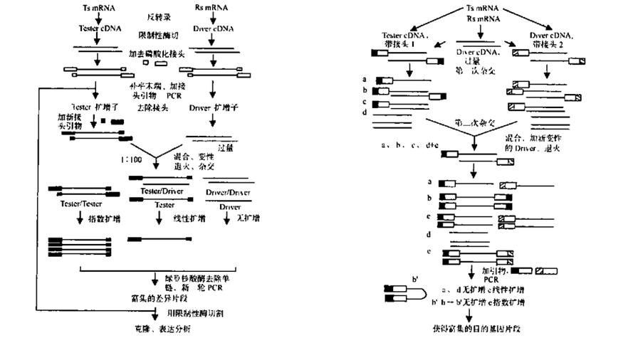 DNA克隆的基本步骤截图