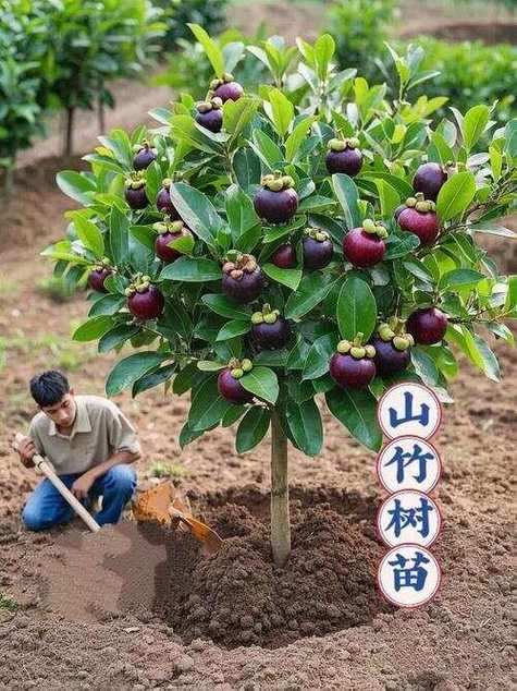 一年四季果树有什么树图标