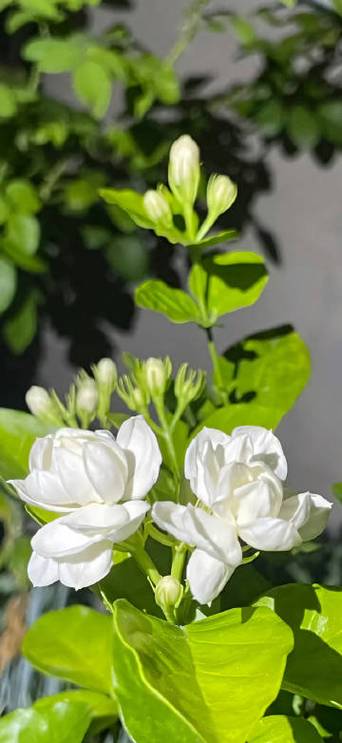 桃花小说怎么不更新了截图