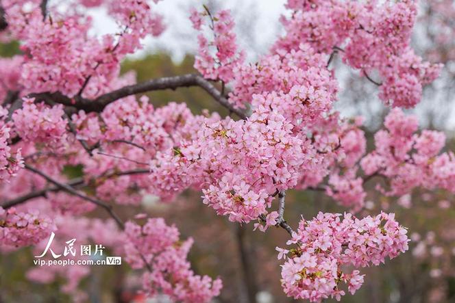 上海樱花2026最佳花期截图