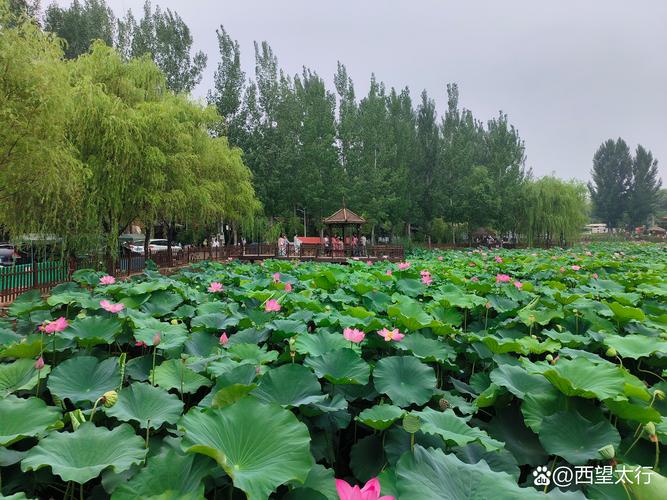 邢台荷花小镇图标