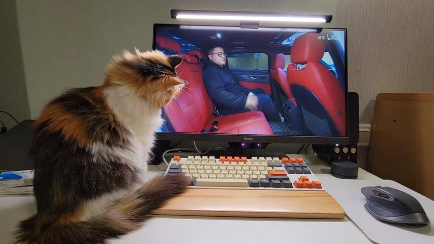 猫咪看电视的好处图标
