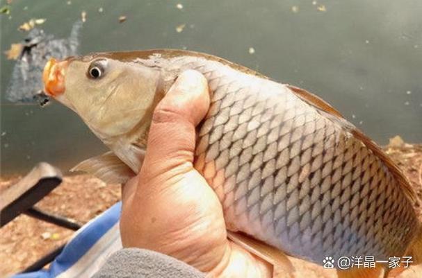 鲤鱼扣腮是啥手法截图