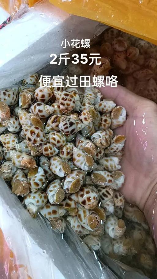 小花螺直播最新版图标