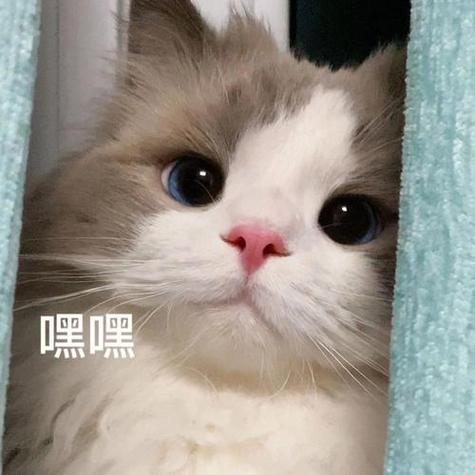 表情包猫咪图标