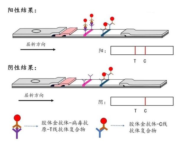 新冠病毒检测原理图标