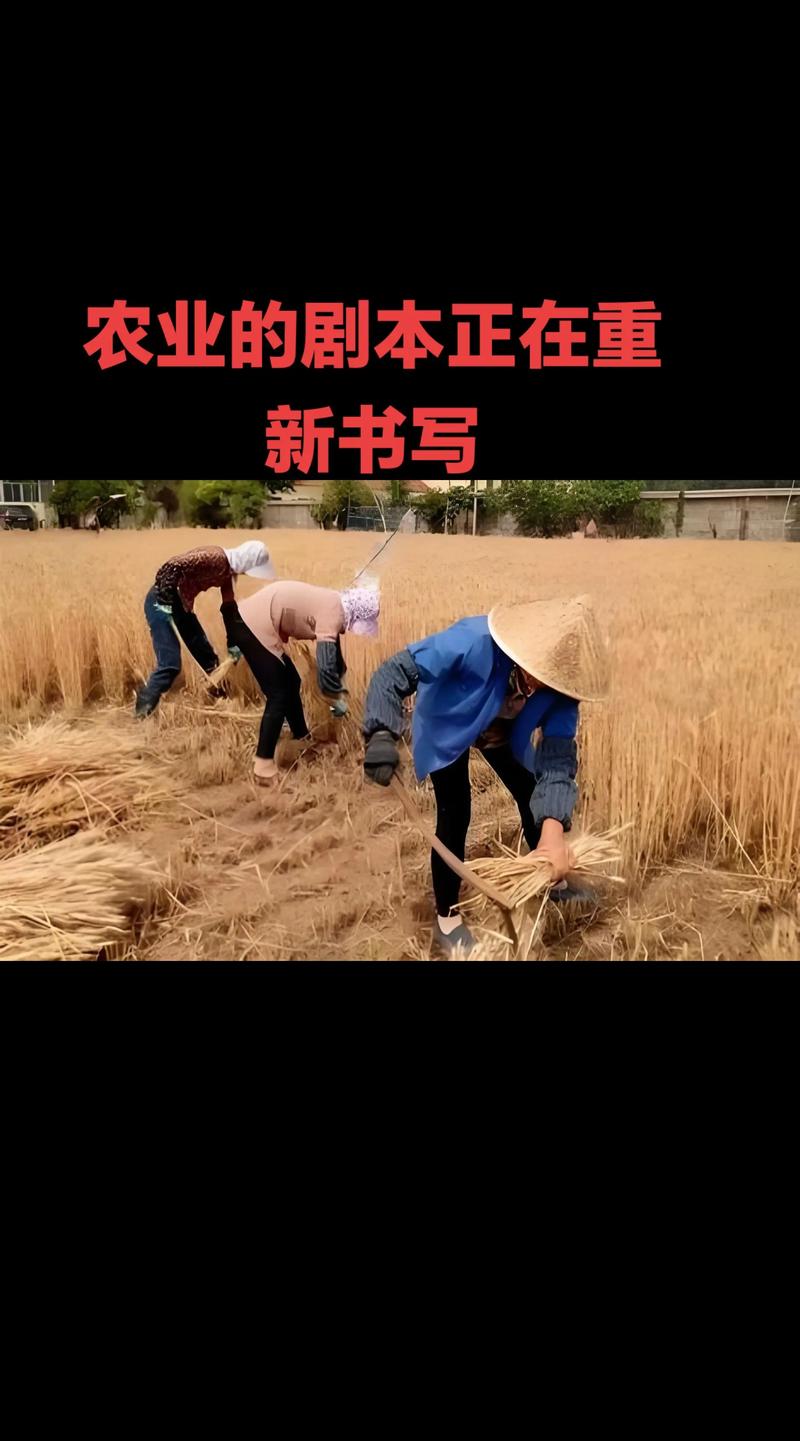 我的小农院最新版本游戏截图