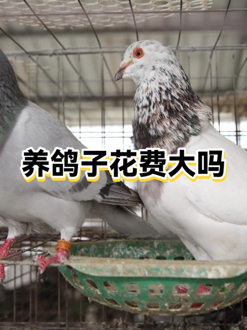 养鸽子对家里吉利吗图标