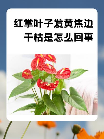 红掌枯叶怎么处理截图