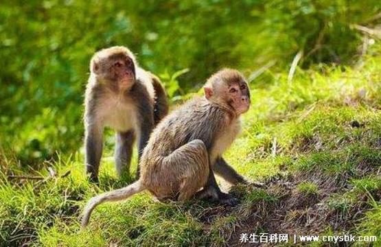 寿命最长的3个生肖图标