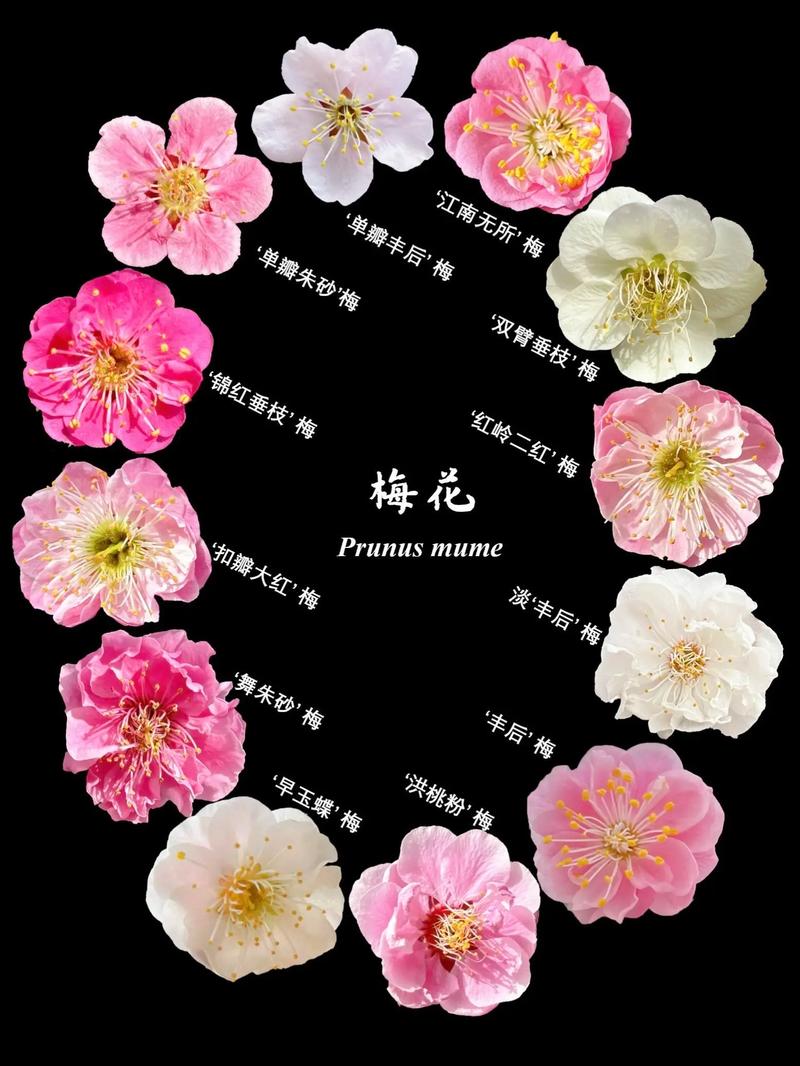 十大梅花品种图标