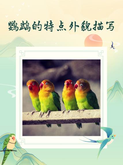 鹦鹉的特点缩略图