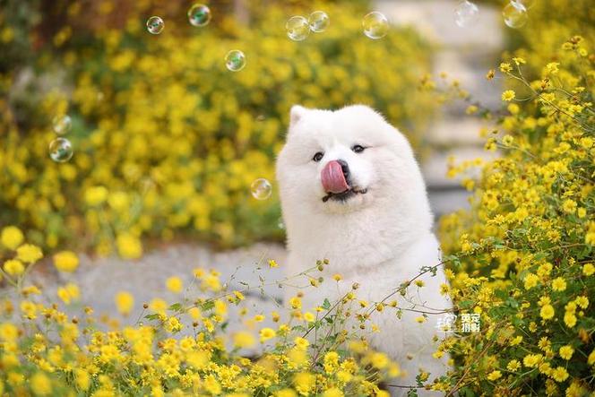 北极熊装图标