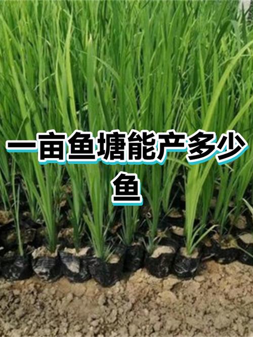 一亩鱼塘可以养多少鱼图标
