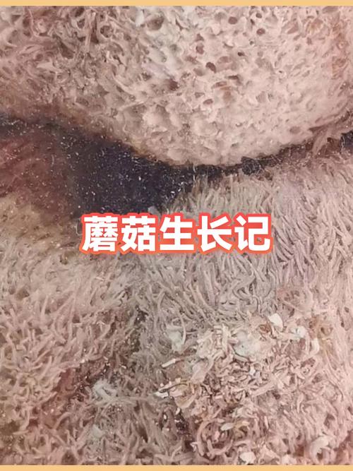 蘑菇成长记作文图标