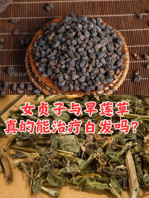 女贞子墨旱莲治白发真的假的图标