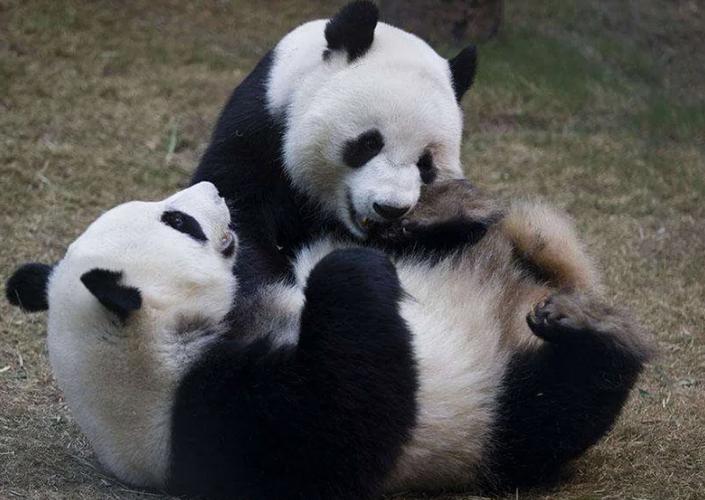 熊猫多久繁殖一次幼崽图标