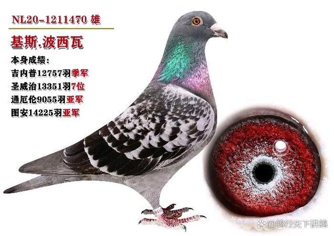 信鸽飞行速度多少公里每小时图标