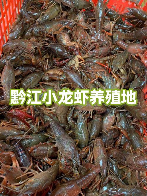 小龙虾产地有哪几个地方截图