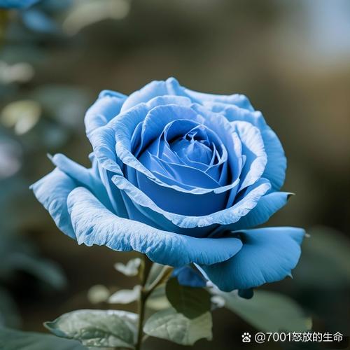 蓝色的心代表什么爱情暗示图标
