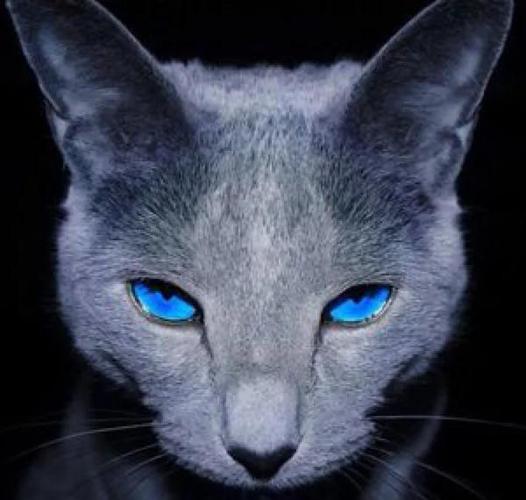 蓝色猫缩略图