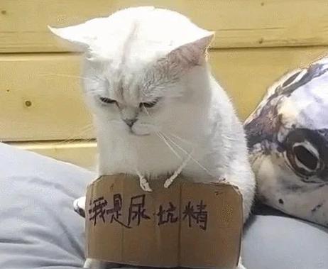 猫咪乱尿最怕三个东西图标