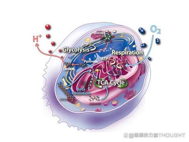 生物学能量指什么意思图标