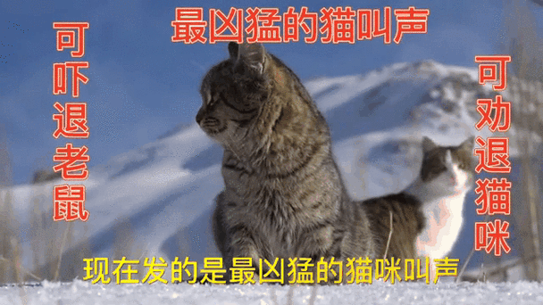 猫吓老鼠最有效的叫声图标
