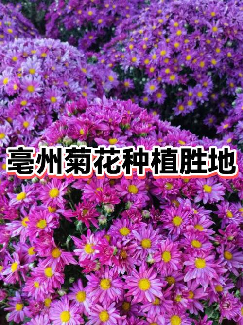 中国四大菊花之乡图标