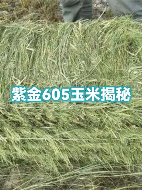 紫金605视频