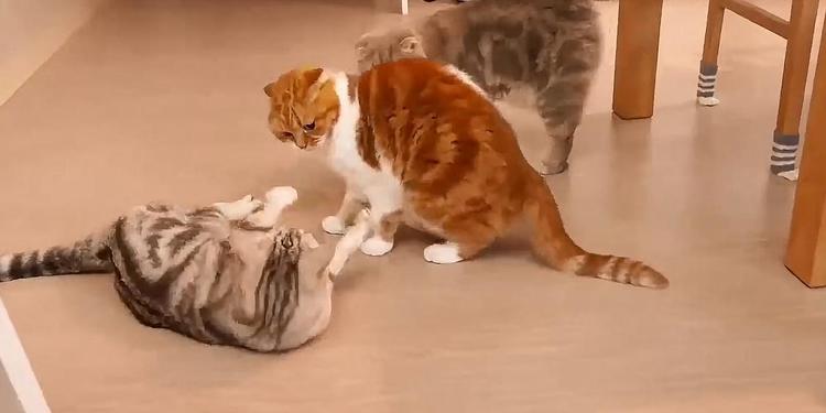 三只猫在一起会打架吗