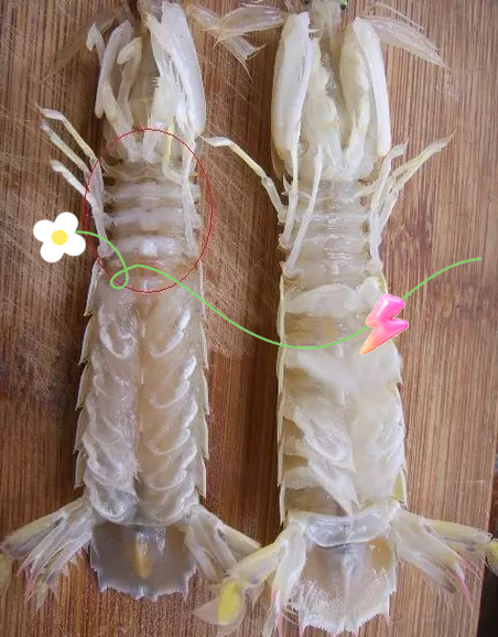 皮皮虾名字由来图标