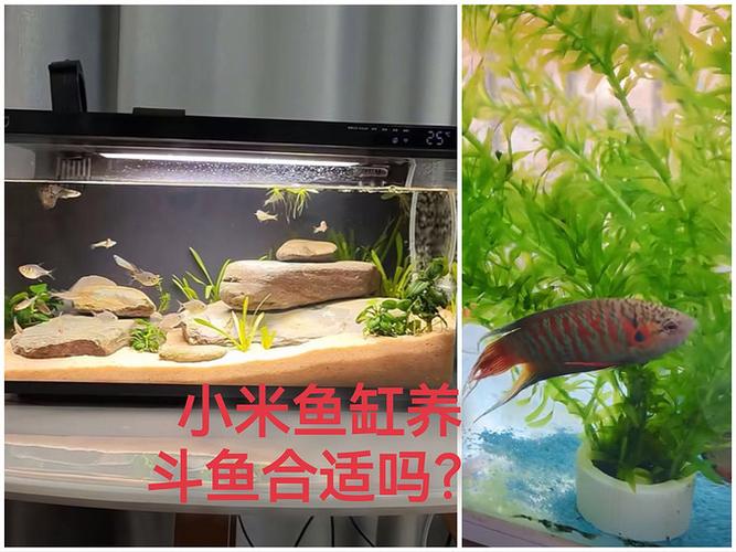 小米鱼缸最忌三种鱼图标
