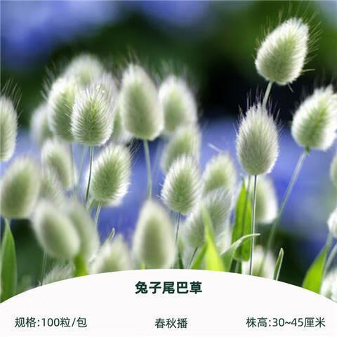 观赏兔多少钱一只图标