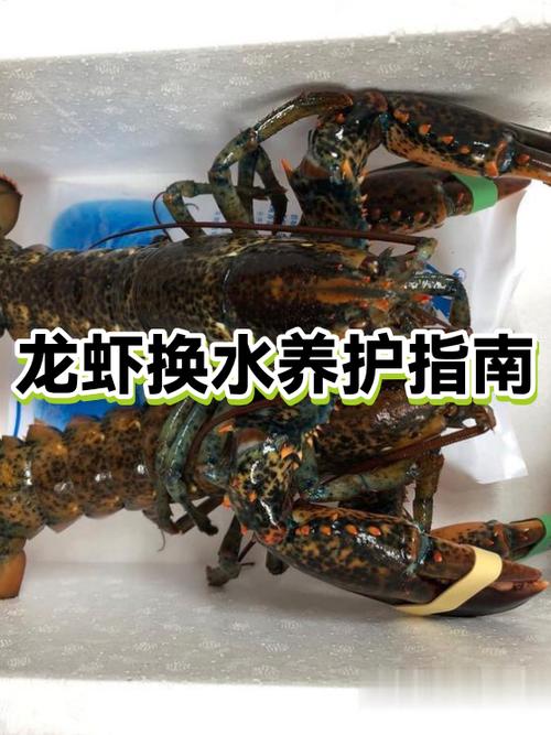 养小龙虾怎么赚钱图标