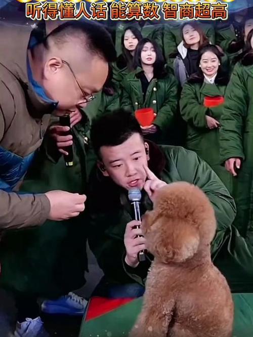 网红狗小布丁的视频图标