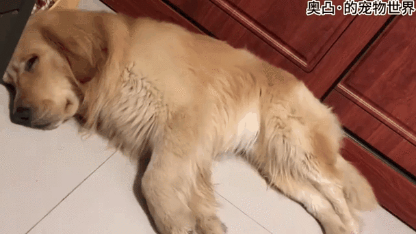 宠物世界在线阅读截图
