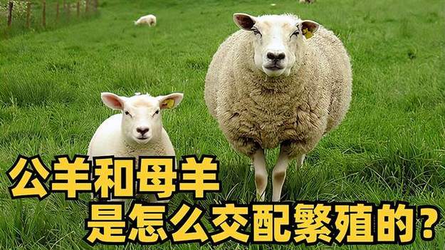 公羊能配女人吗图标