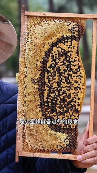 神奇的蜜蜂王国截图