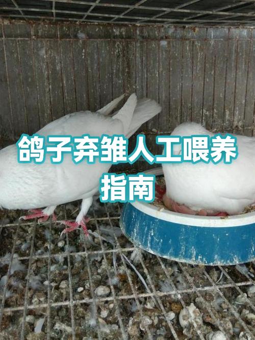 鸽子的养殖方法与喂养图标